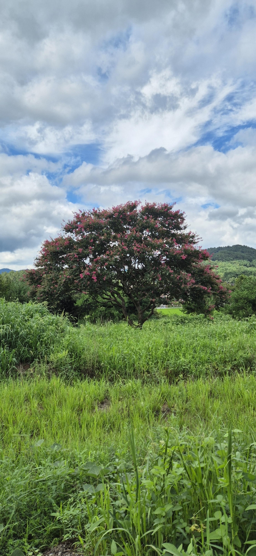 [전남 최고] 특수목,조경목 다양하고 멋진나무 합리적인 가격으로 팝니다 : 트리디비