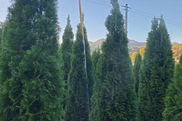 에메랄드그린 1.0m ~ 2.5m 판매합니다. : 트리디비